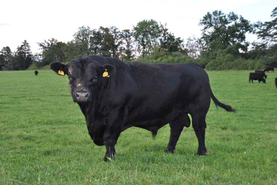 Dunlouise Angus - Dunlouise Angus Semen Catalogue