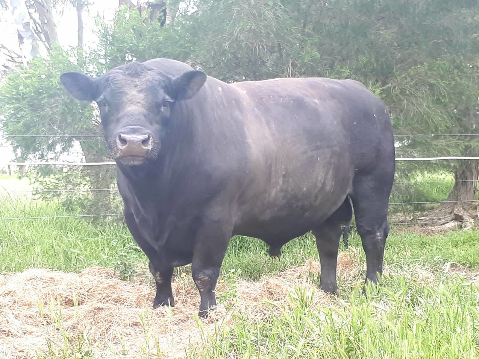 Dunlouise Angus - Dunlouise Angus Semen Catalogue