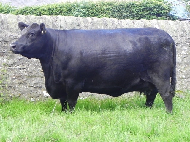 Dunlouise Angus - Dunlouise Angus Semen Catalogue