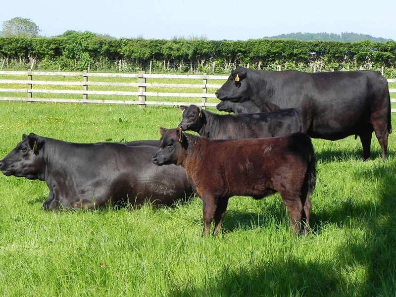 Dunlouise Angus - Dunlouise Angus Semen Catalogue