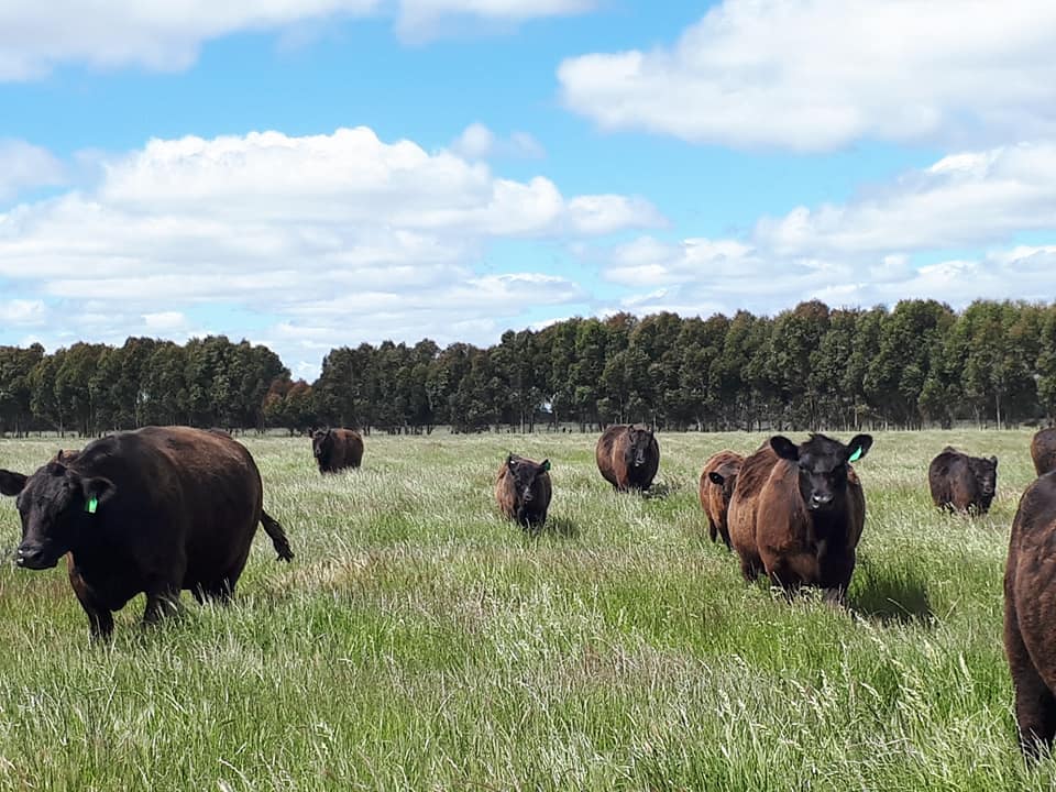 Dunlouise Angus - Dunlouise Angus Semen Catalogue