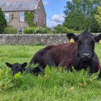 Dunlouise Angus - Dunlouise Angus Semen Catalogue