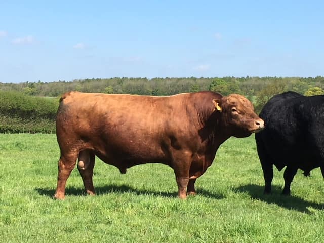 Dunlouise Angus - Dunlouise Angus Semen Catalogue