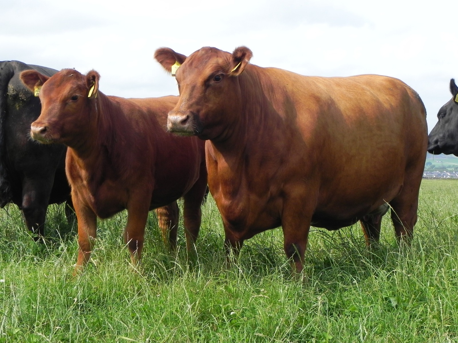 Dunlouise Angus - Dunlouise Angus Semen Catalogue