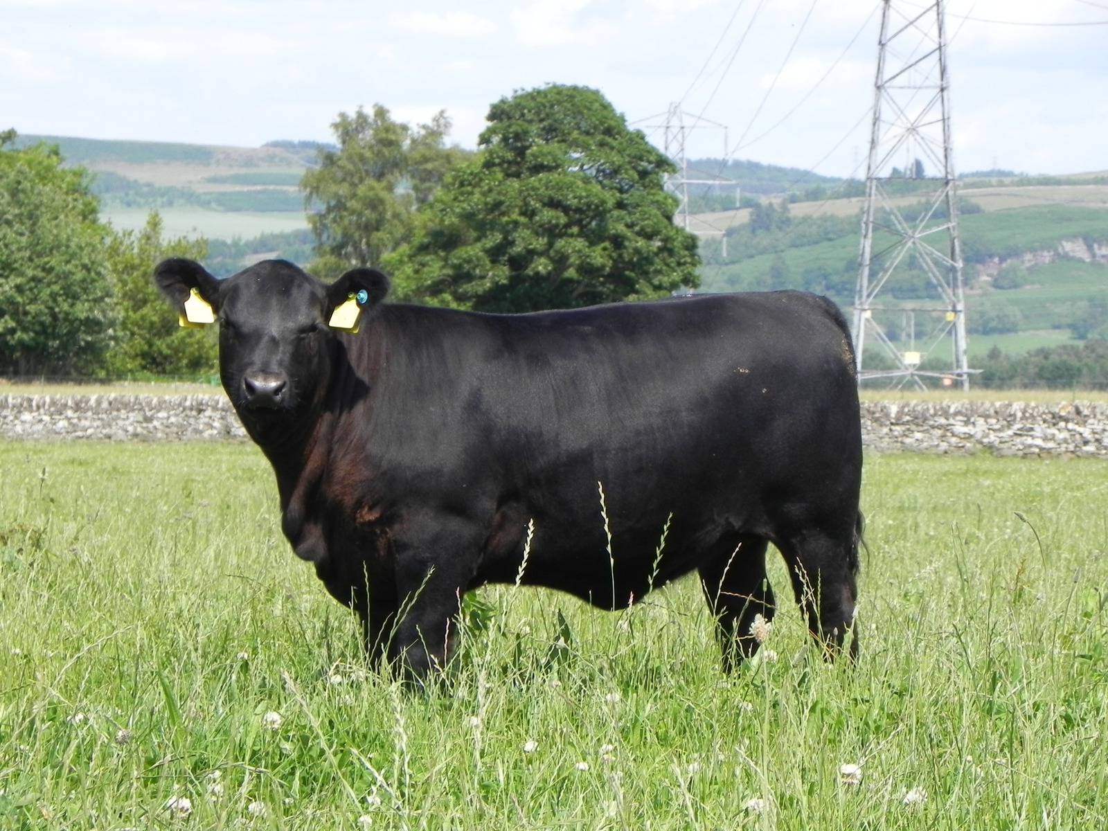 Dunlouise Angus - Dunlouise Angus Semen Catalogue