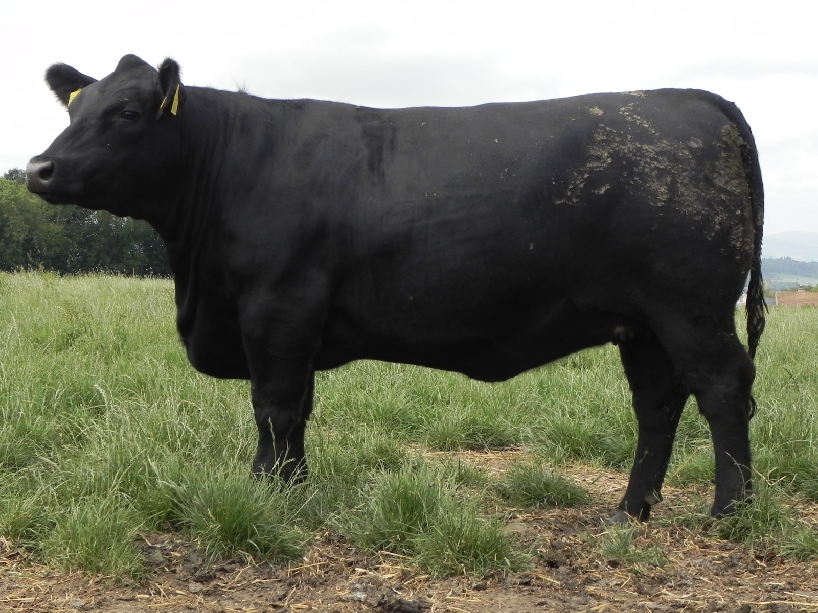 Dunlouise Angus - Dunlouise Angus Semen Catalogue