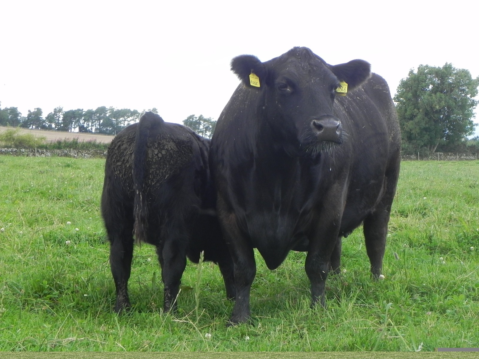 Dunlouise Angus - Dunlouise Angus Semen Catalogue