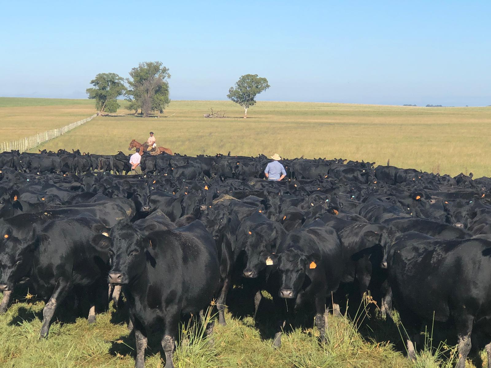 Dunlouise Angus - Dunlouise Angus Semen Catalogue