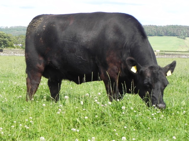 Dunlouise Angus - Dunlouise Angus Semen Catalogue