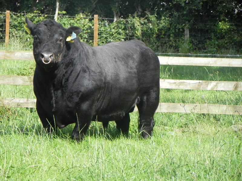 Dunlouise Angus - Dunlouise Angus Semen Catalogue