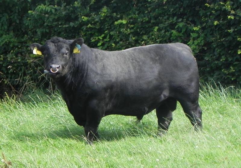 Dunlouise Angus - Dunlouise Angus Semen Catalogue