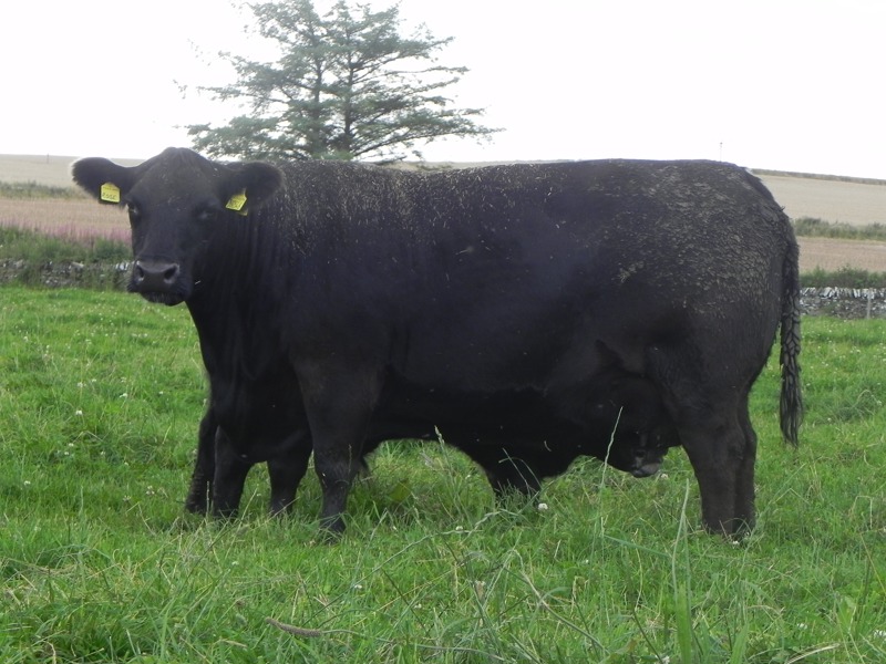 Dunlouise Angus - Dunlouise Angus Semen Catalogue