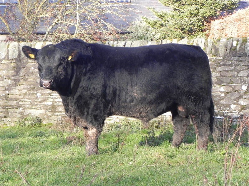 Dunlouise Angus - Dunlouise Angus Semen Catalogue