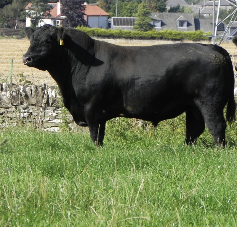Dunlouise Angus - Dunlouise Angus Semen Catalogue