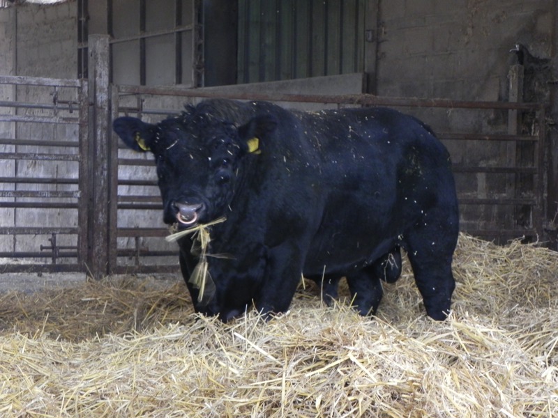 Dunlouise Angus - Dunlouise Angus Semen Catalogue