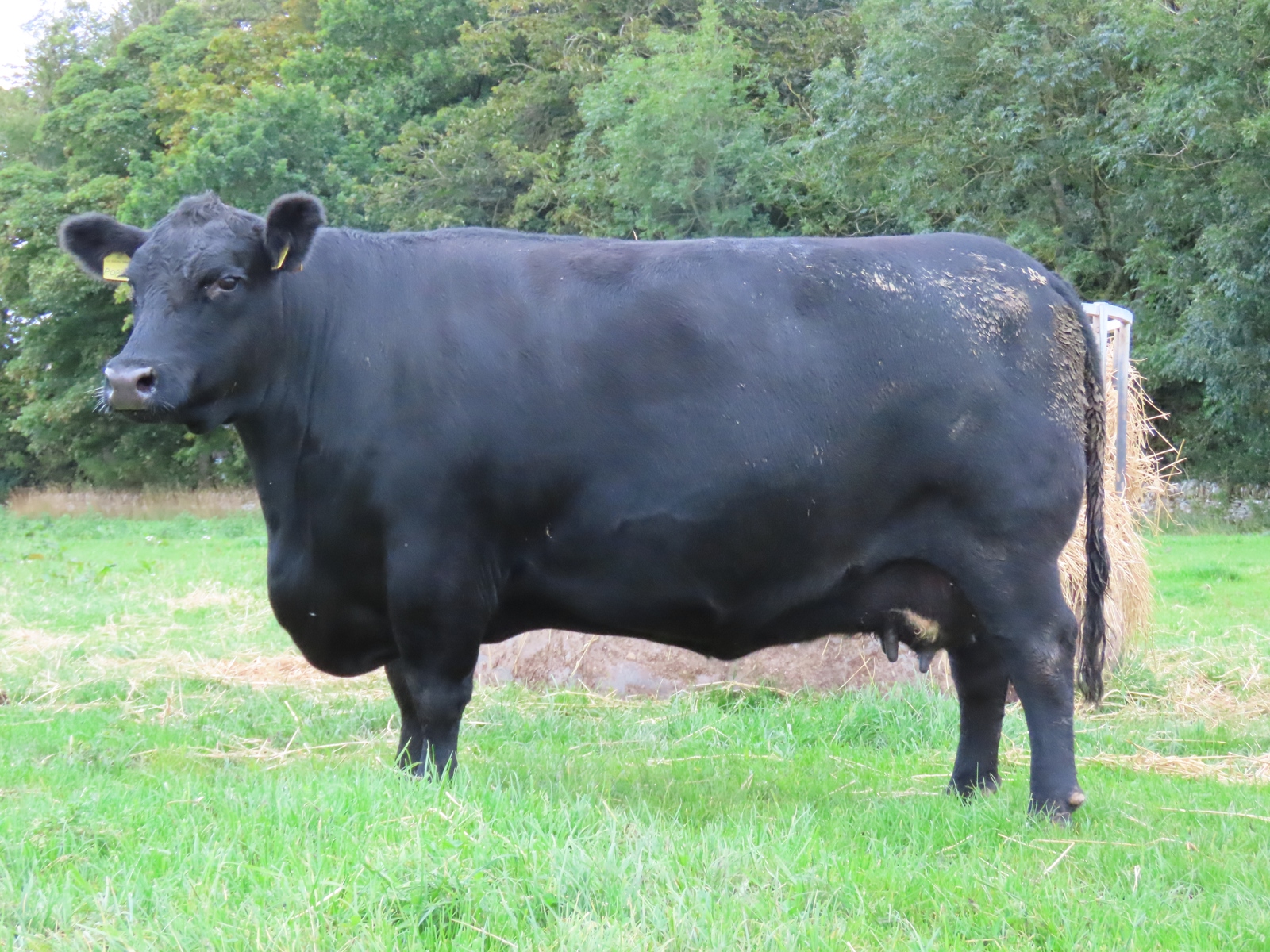 Dunlouise Angus - 30th Celebration Online Sale of Dunlouise Native Angus®