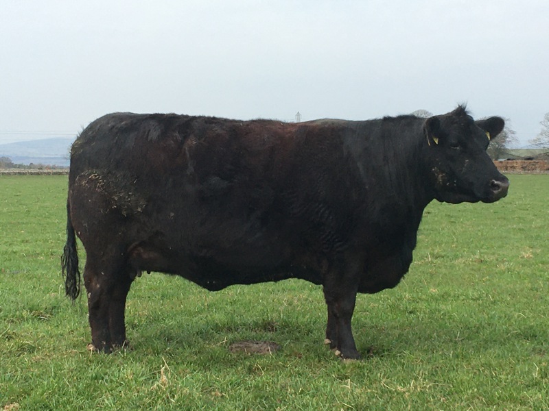 Dunlouise Angus - Dunlouise Angus Semen Catalogue
