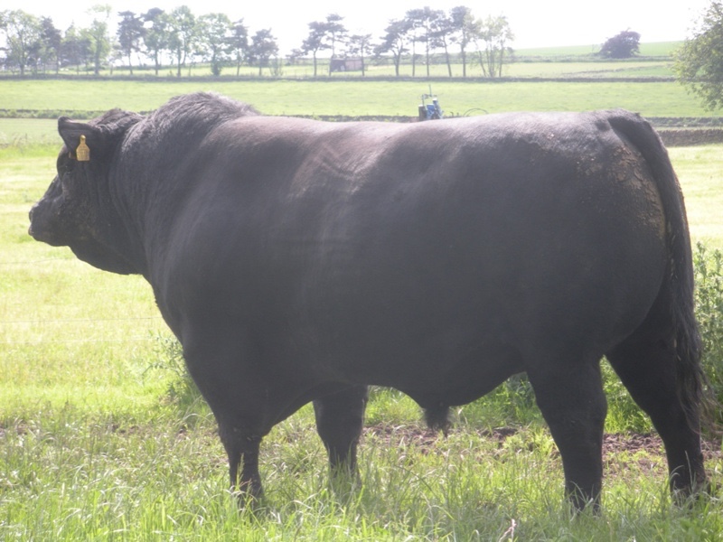 Dunlouise Angus - Dunlouise Angus Semen Catalogue