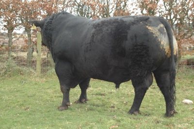 Dunlouise Angus - Dunlouise Angus Semen Catalogue