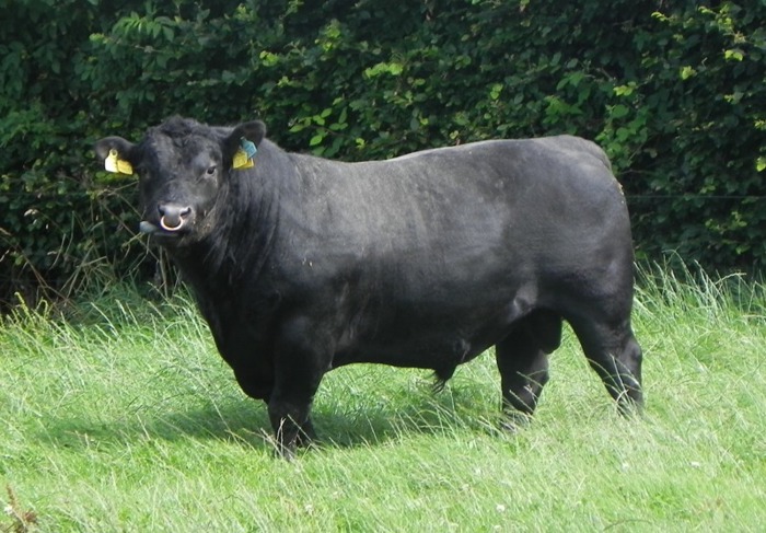 Dunlouise Angus - Dunlouise Angus Semen Catalogue