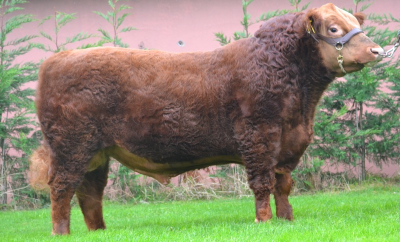 Dunlouise Angus - Dunlouise Angus Semen Catalogue
